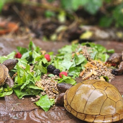 Tropiczone Performance Baby Axolotl Diet, Salamander Food, Frog Food ...