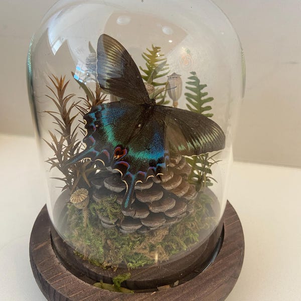 Butterfly Specimen in Glass Cover, Real Insect Specimen, Butterfly ...