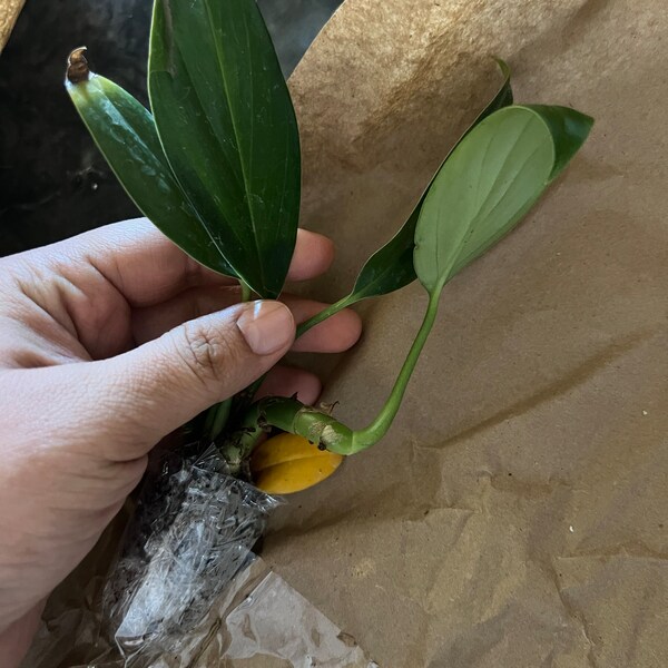 Rhaphidophora Decursiva “dragon Tail” Starter Plant (**transaction ...