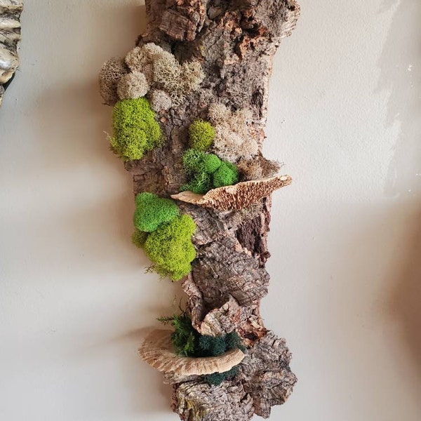 Floating Forest Art Gift, Moss on Cork Bark Natural Wall Decor ...