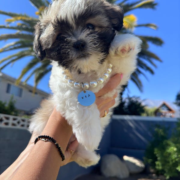 Pearl Dog Collar Necklace, Personalized Pearl Pet Collar Necklace ...