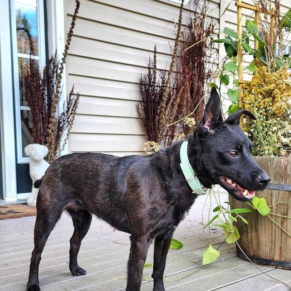 Funny Sayings Tag, Lightweight Tag, Funny Tag, Fun Dog Tag, Aluminum ...