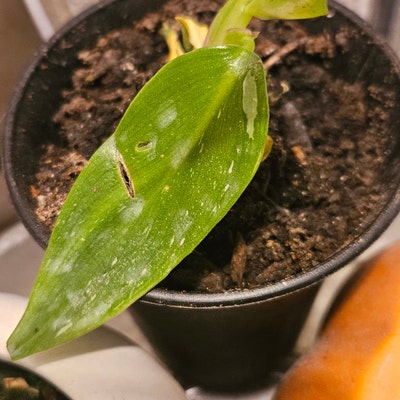 Philodendron White Princess 2 Starter Plant ALL STARTER PLANTS Require ...
