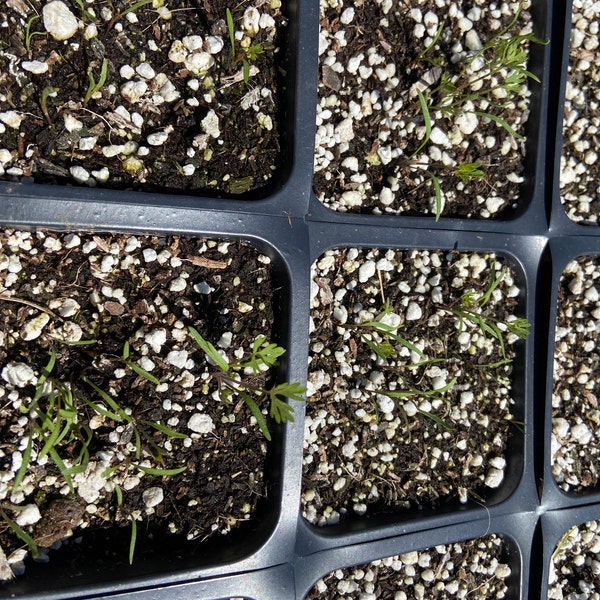 Mizuna Japanese Green Mustard Seeds Collector Shipper: Natural ...