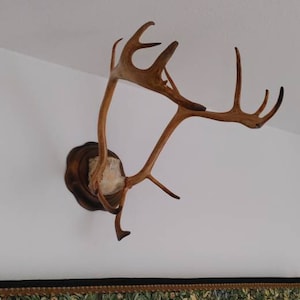 Fallow Deer Skull From Central Europe Fallow Deer dama Dama Unique ...