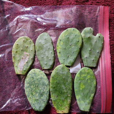 6 Spineless Thornless Edible Nopales Prickly Pear Cactus Pads Young ...
