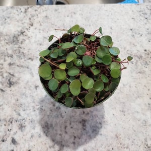 Peperomia ruby Cascade Trailing Succulent, Indoor Plant - Etsy