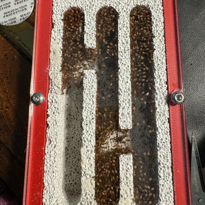 The Queen Drawer V2 Store Your Ants Neatly - Etsy