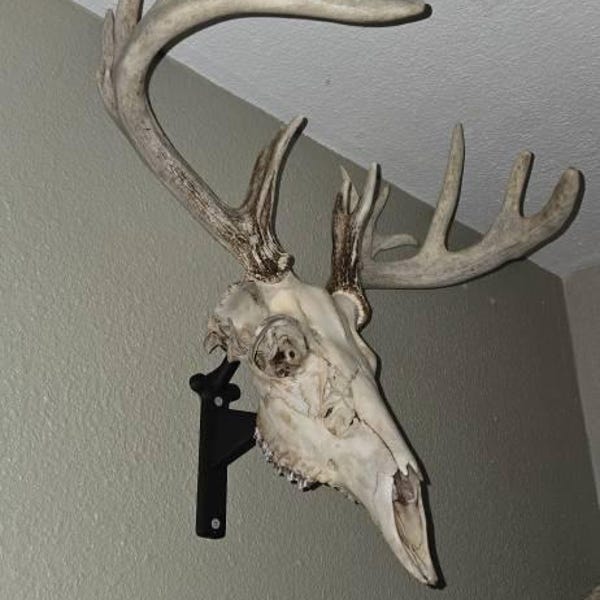 Massive Freak 100” Whitetail Shed 11pt Antler Horn Deer Mount Taxidermy ...
