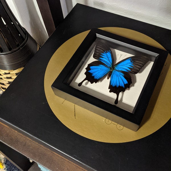Real Butterfly Display Blue Mountain Butterfly 6x6 - Etsy