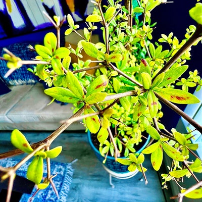 Spiny Black Olive bucida Molinetti 3 to 4 Feet Actual Photo EXPRESS ...