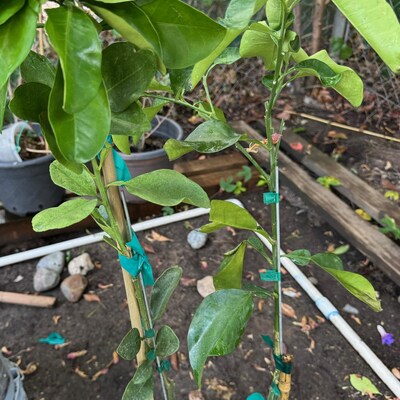 Variegated PINK LEMON Layered Tree 2ft & up . Get Fruit Soon. Shipping ...