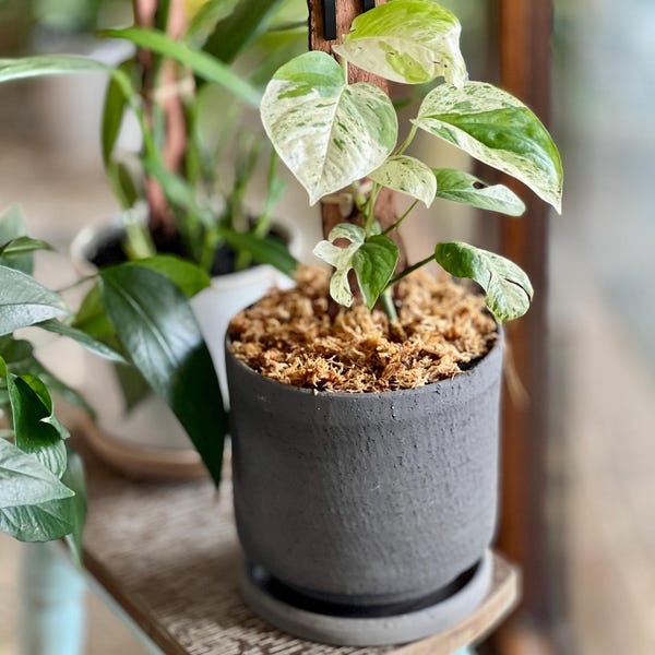 Manjula Pothos - RARE White Varigated Pothos - Manjula Indoor Plant ...