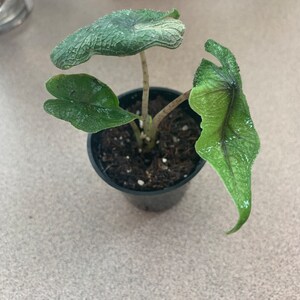 Alocasia Jacklyn rare Plant : Indoor Plants Easy Care Houseplant ...