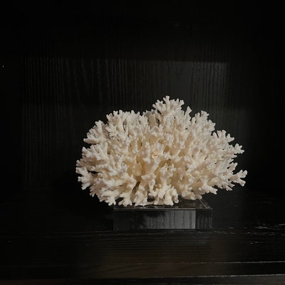 Blue Coral 10-12 - Etsy