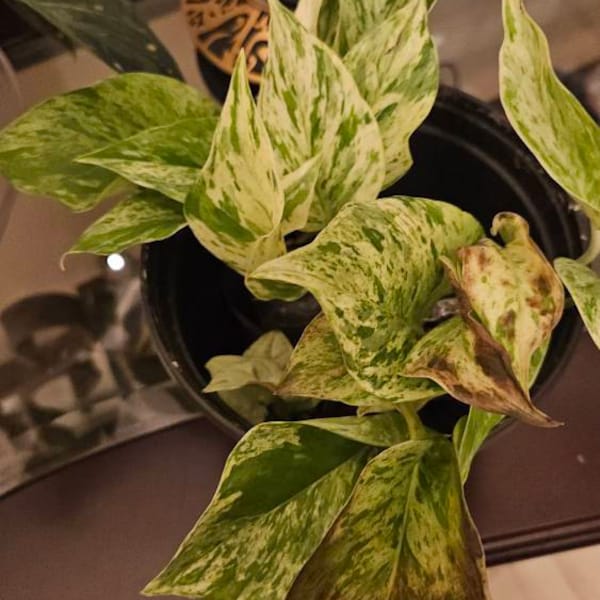Pothos Marble “snow” Queen Starter Plant **(ALL Plants Require You to ...