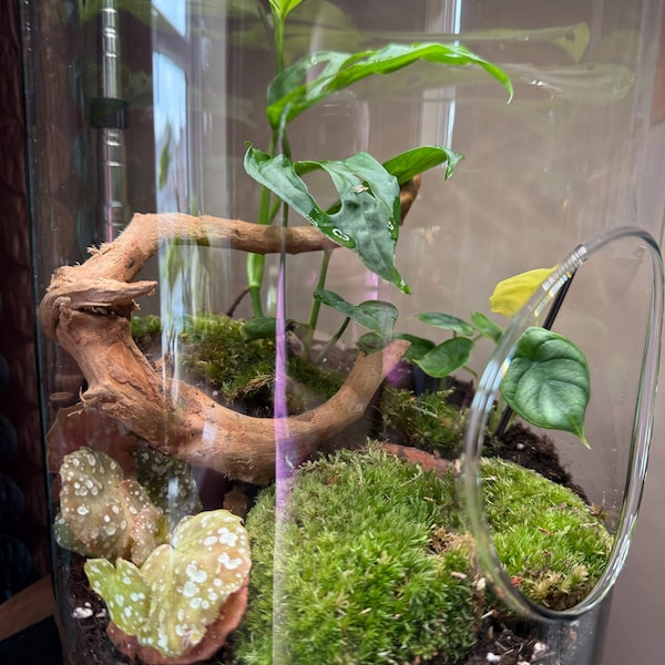 AZALEA REDMOOR ROOTS | Terrarium Supplies | Decorative Roots ...