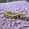 Salamander Lapel Pin / Artist Series Pin by Logan Schmitt / Lizard ...