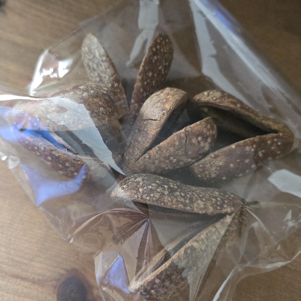Natural MIKE PODS (mocha Pods) 4-8 Cm, Decorative DRIED Pods for Rustic ...