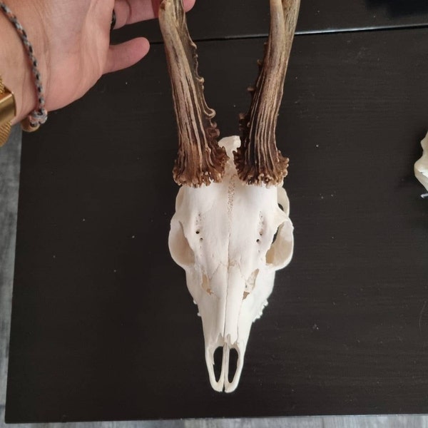 Real Young Goat Skull With Jaw, Perfectly Clean Animal Skull, Real ...