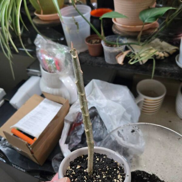 Royal Intenz Magnifica Medinilla Plant~~live Well Rooted Starter Plant ...