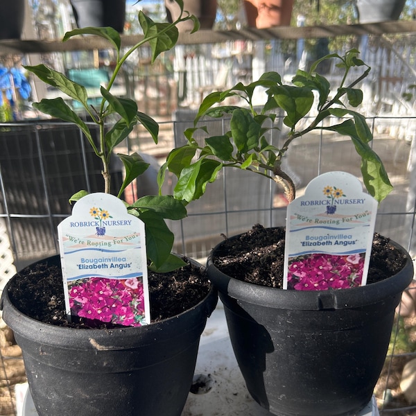 Purple Calico Kitten Houseplants Live Plant in Pot Indoor Small Starter ...