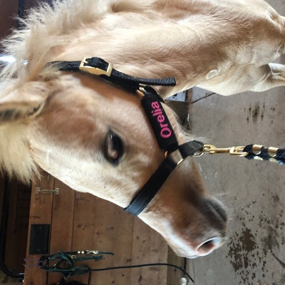 Embroidered Horse Halter Name Tag 1 Line - Etsy