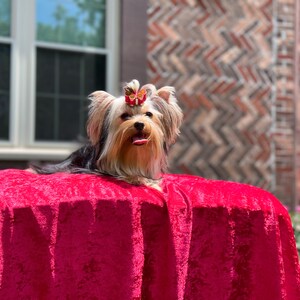 Dog Bows & More zeva Topknot Show Bow. Shih Tzu Show Bow, Yorkie Show ...