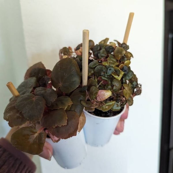 Begonia 'peridot', Smallest Rex Hybrid for Terrarum. 2 Inch Potted ...