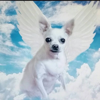 Angel Pet Portrait, Custom Dog Portrait, Digital Portrait, Angel Cat ...