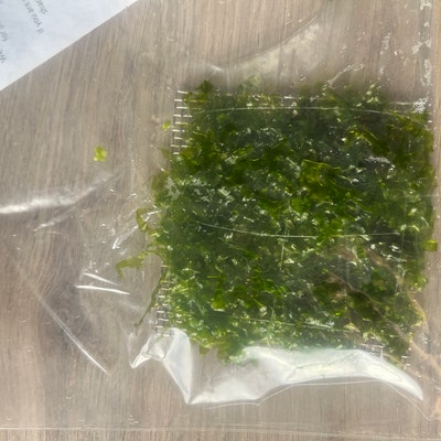 Live Subwassertang Moss Aquarium Plant Fast and Easy to Grow With Low ...