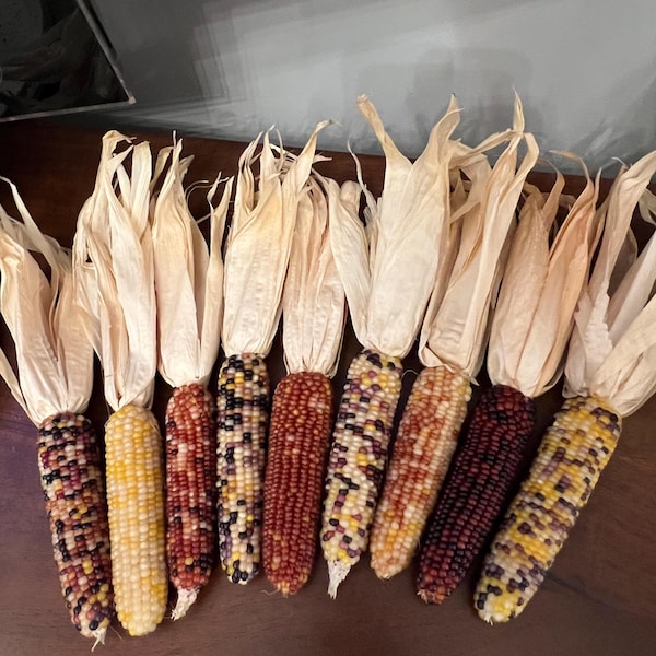 Mini Indian Corn, 4" to 5" Length, 5, 10, 20, 30, 40 and 50 Count, FREE ...