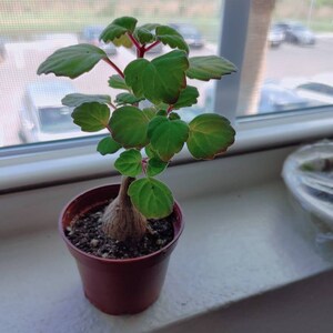 Bonsai Mint plectranthus Ernstii Caudex - Etsy