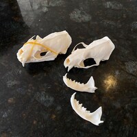 Exquisite Real Mink Skull Bone Specimen After Cleaned and Bleached - Etsy