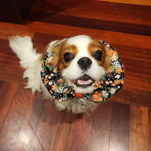Adjustable Dog Snood: THANKSGIVING TURKEY TROT Snood to Protect Long ...