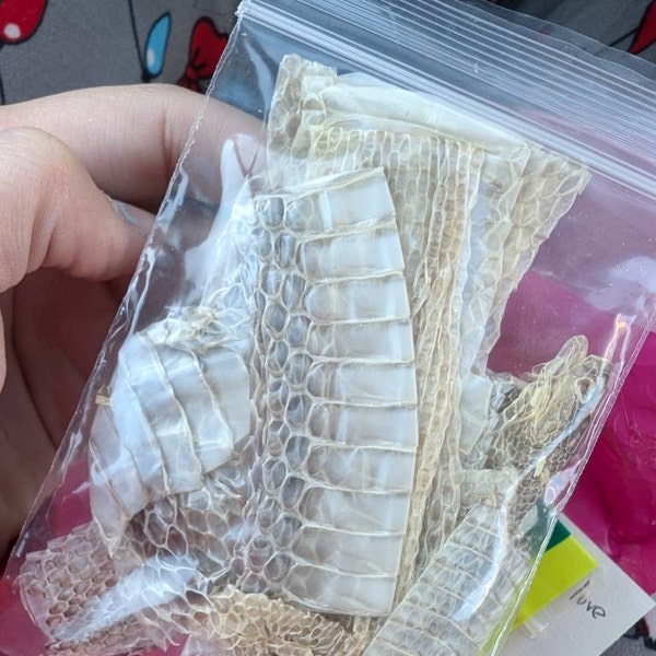 Deathtaxusa • #3634 - Real Animal Freeze Dried Stillborn Neonate ...