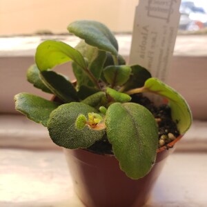 Alsobia Dianthiflora Lace Flower 2 Plant - Etsy