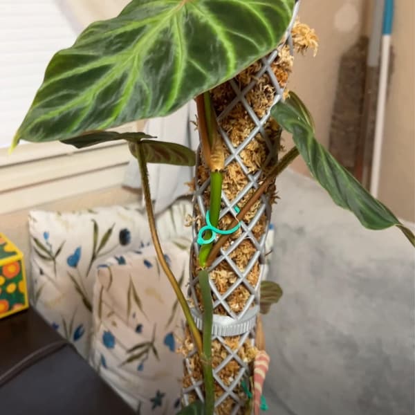 XL Moss Pole Integrated Planter + Cache Plate Kit - Flutes Design - 15 ...