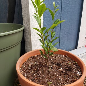 Camellia Sinensis live Tea Plant Propagated From Plants at - Etsy