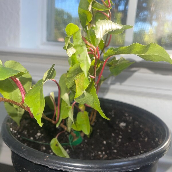 1 Perfection Red Currant Plant, Zones 3-7 - Etsy