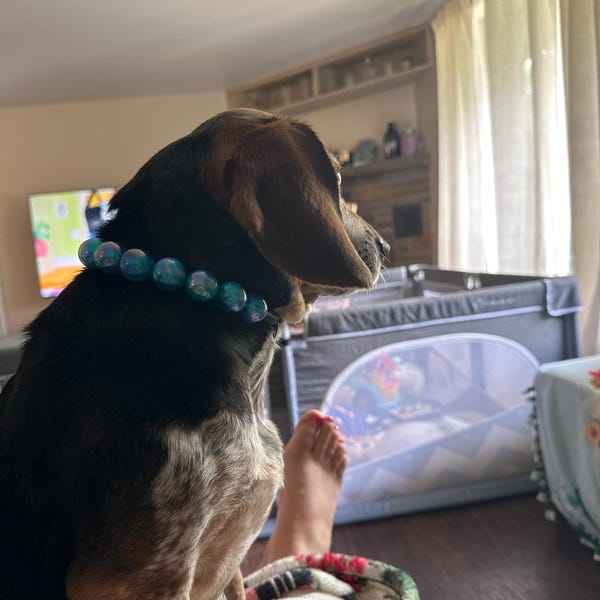 Flamingo Floaty Pool Party Beaded Dog Collar, Collar, Dog Collar, Dog ...