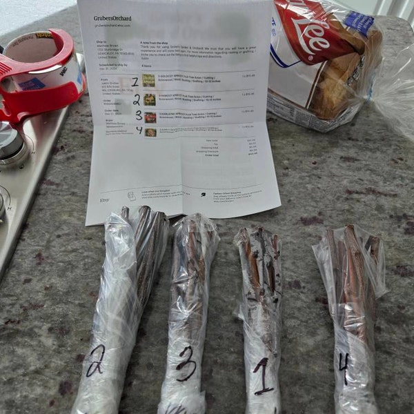 10 AMBROSIA Apple Fruit Tree Scion / Cutting / Scionwood / Wood ...