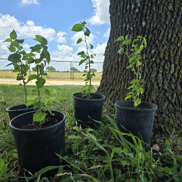 4 Pack: Kangaroo Paw A.K.A. Anigozanthos 'bush Ranger' | Drought ...