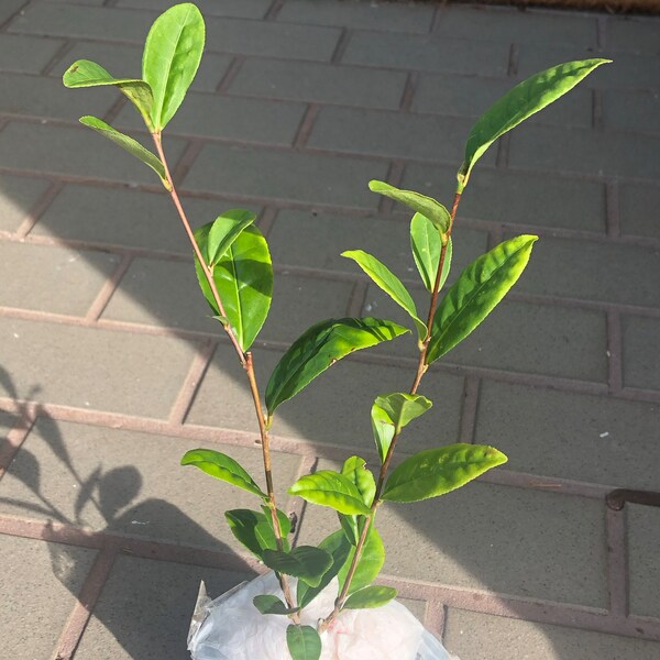 Camellia Sinensis live Tea Plant Propagated From Plants at Former ...