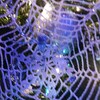 Christmas Spider, Ornament, Spiderville, Beaded Spider - Etsy