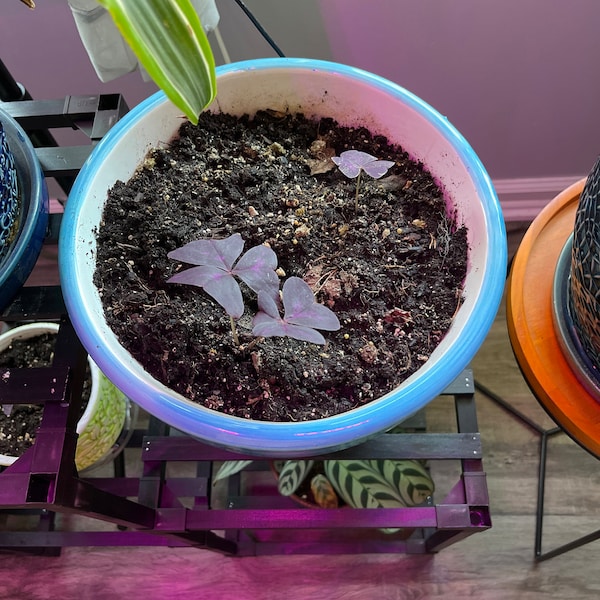 Oxalis Triangularis Wood Sorrel (purple Shamrock) (bulb/not Plant) - US ...