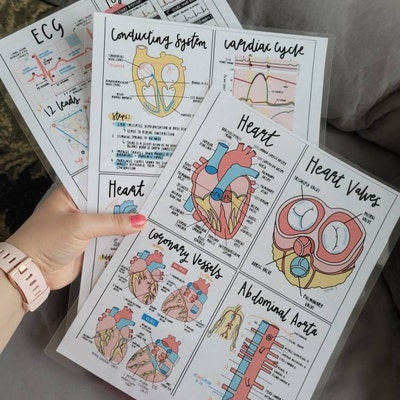 Basic Anatomy Flashcards PDF - Etsy