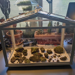 2 Pack Pixie Cup Live Lichen Moss for Terrariums Fairy Gardens - Etsy