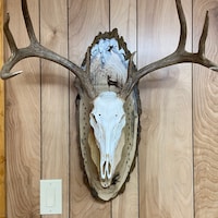 European Mount Board Deer Mount Board European Mount Deer Skull Mount ...