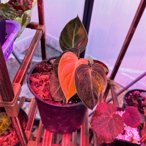 Rare Alocasia Loco Loccoaroid Tropical Live Plants | Free Phytosanitary ...